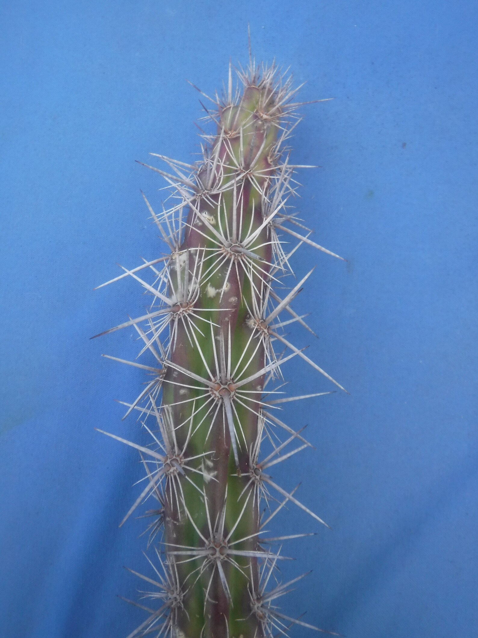 Stenocereus Alamosensis Aka "octopus Cactus" 10" to 12" Fresh Cutting ...