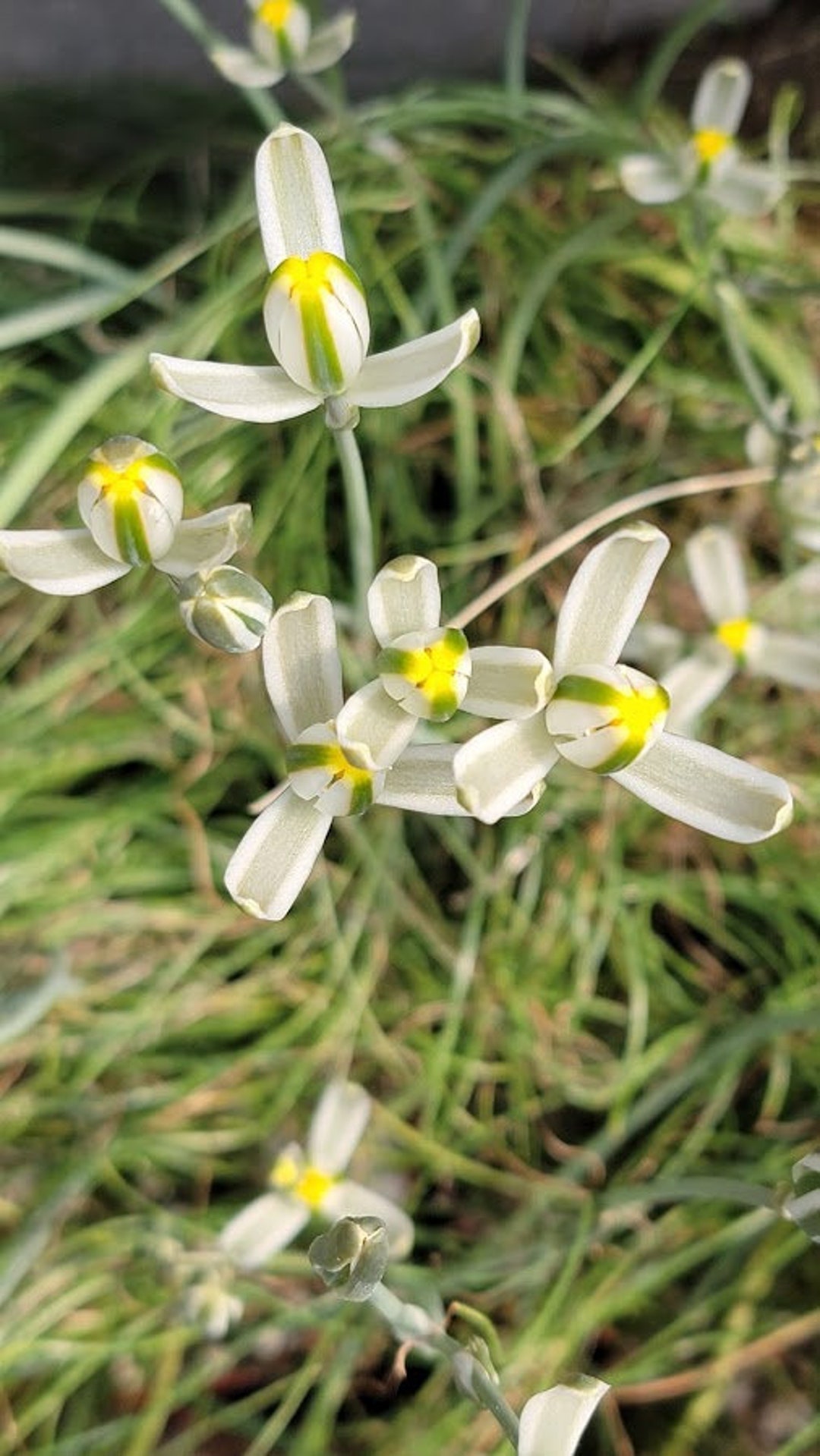 Albuca Polyphylla 'augrabies Hills' 6-10 Bulbs EZ 2 - Etsy