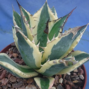 Agave Titanota snaggle Tooth VARIEGATED Super Rare 4.5 Wide Gorgeous ...
