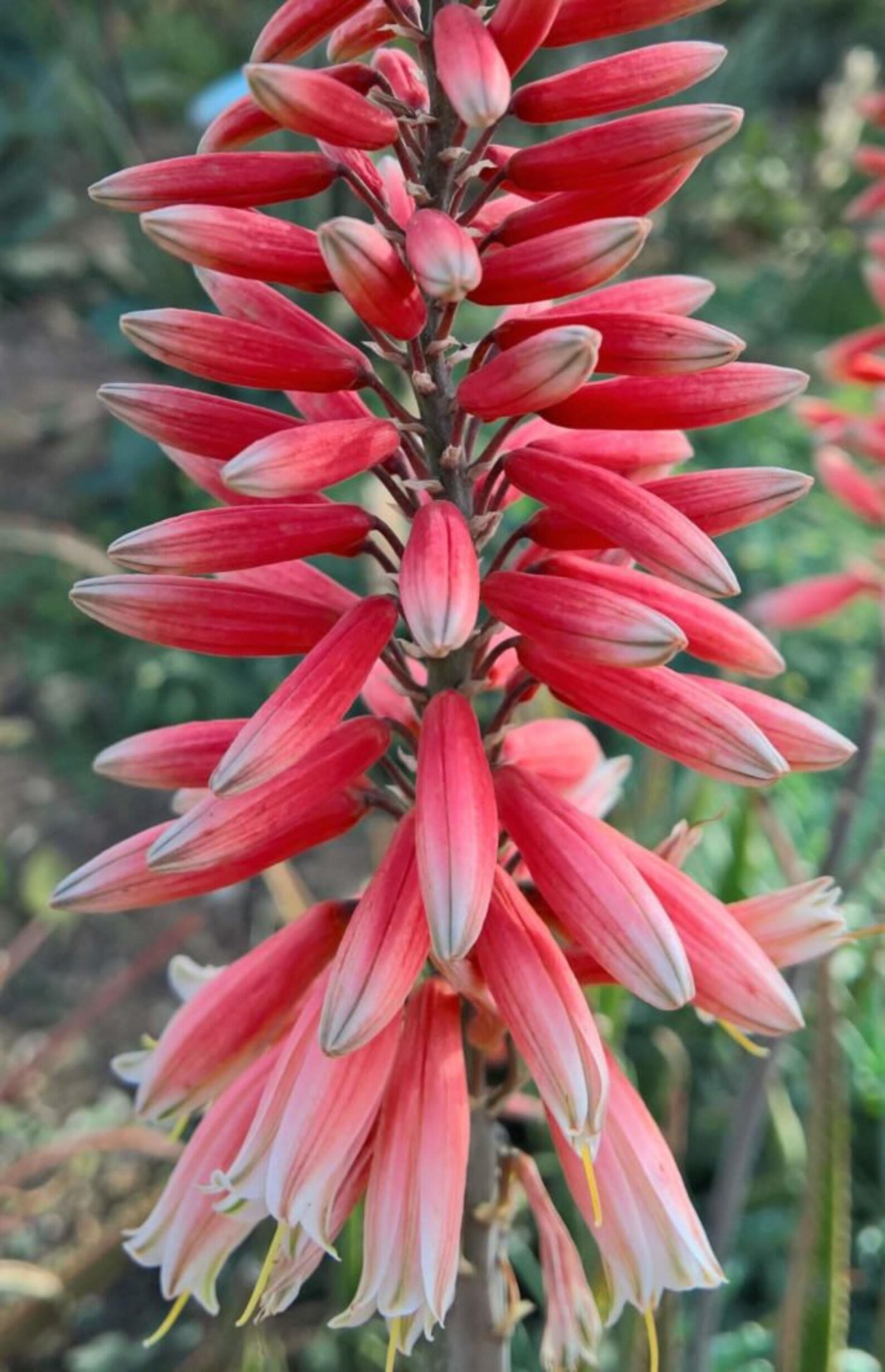 Aloe Safari Rose HYBRID Rose-pink Blooms STARTER Plants Easy to Grow ...