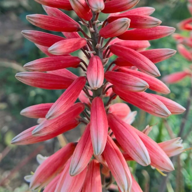 Rare Aloe - Etsy