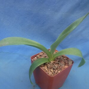 Macho Mocha Mangave STARTER Plants Agave & Manfreda Hybrid - Etsy