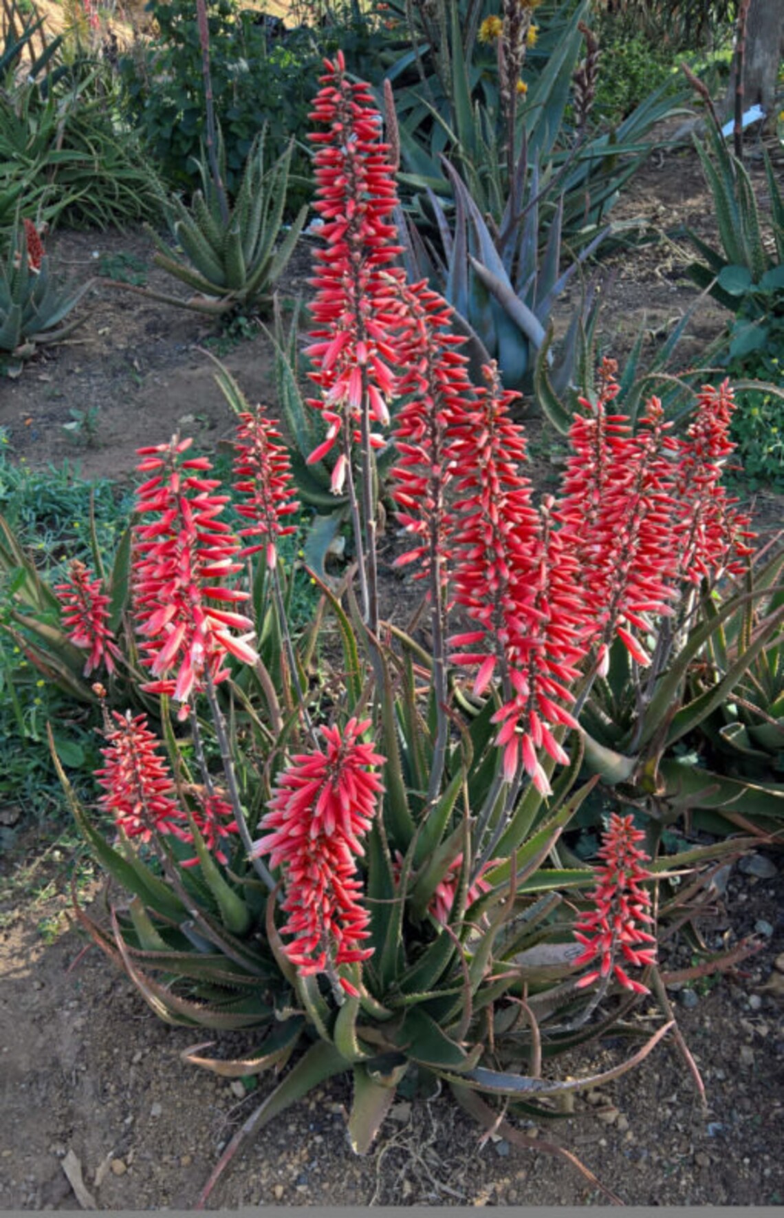 Aloe Safari Rose HYBRID Rose-pink Blooms STARTER Plants Easy - Etsy