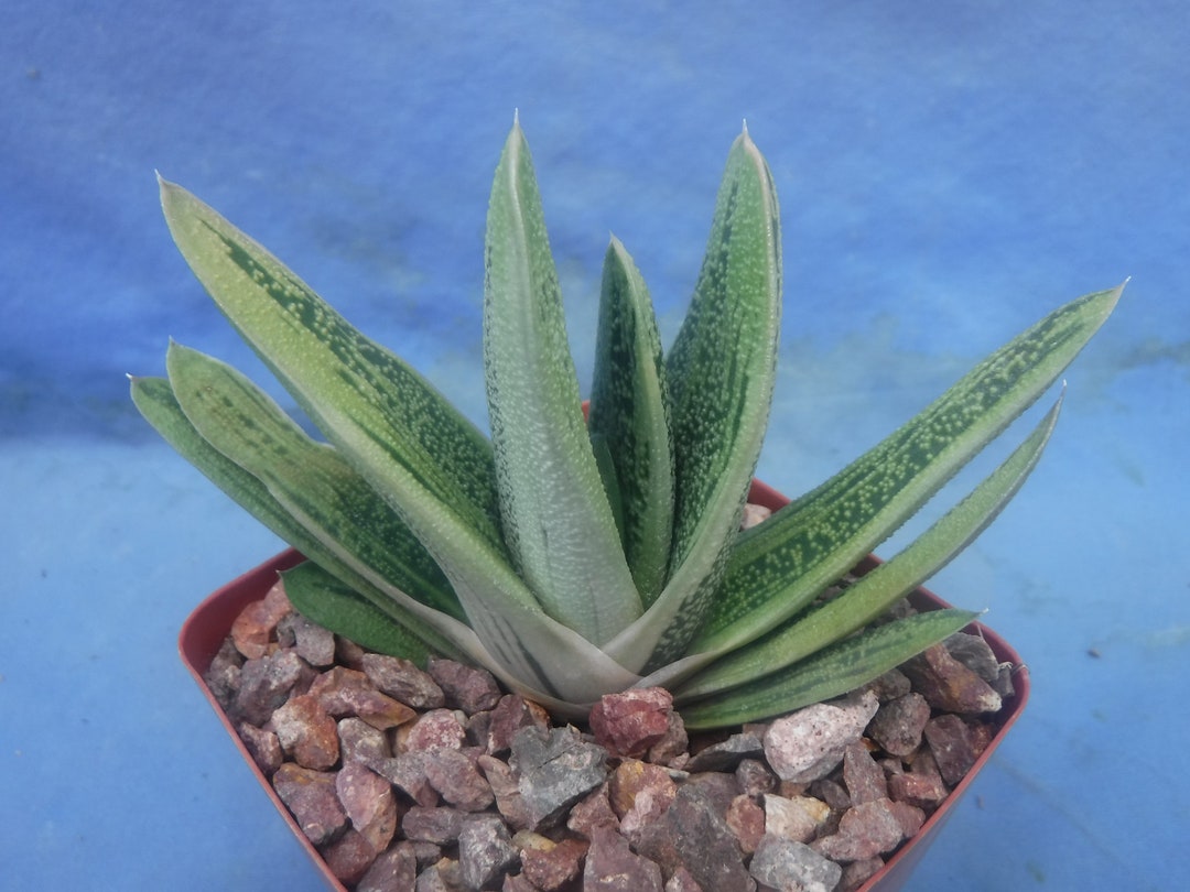 Gasteria Aloe Hybrid Gasteraloe "little Warty" Succulent 3" Pot Size 3 ...