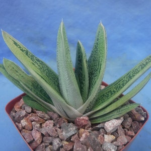 Gasteria Aloe Hybrid Gasteraloe "little Warty" Succulent 3" Pot Size 3 ...