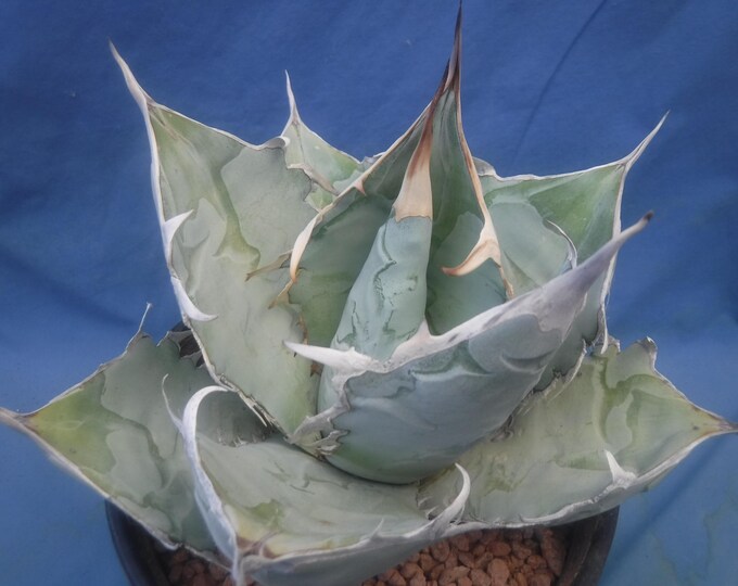 Agave Titanota "white Ice" NICE Succulent Plant 8" Wide. Great Teeth ...