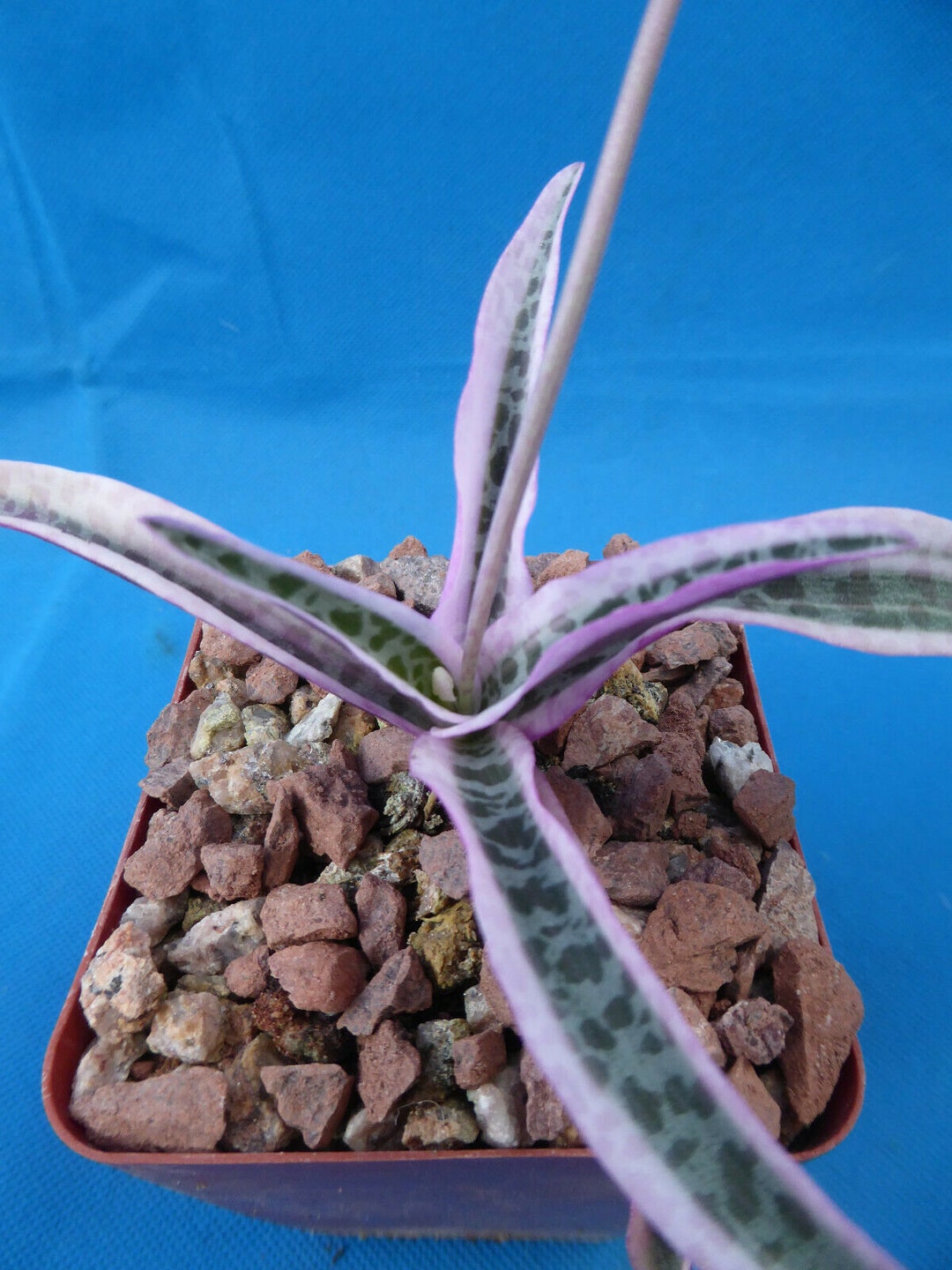 Ledebouria Socialis Variegated Scilla Socialis GREAT COLORS Nice Big ...