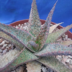 Aloe Hybrid: Raspberry Ruffles Plant 6" to 8" Wide Easy to Grow ...