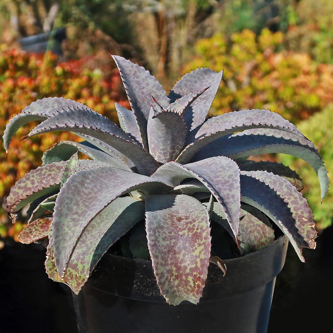 Barney Mangave STARTER Plant Rare Agave & Manfreda Hybrid PURPLE SPOTS ...