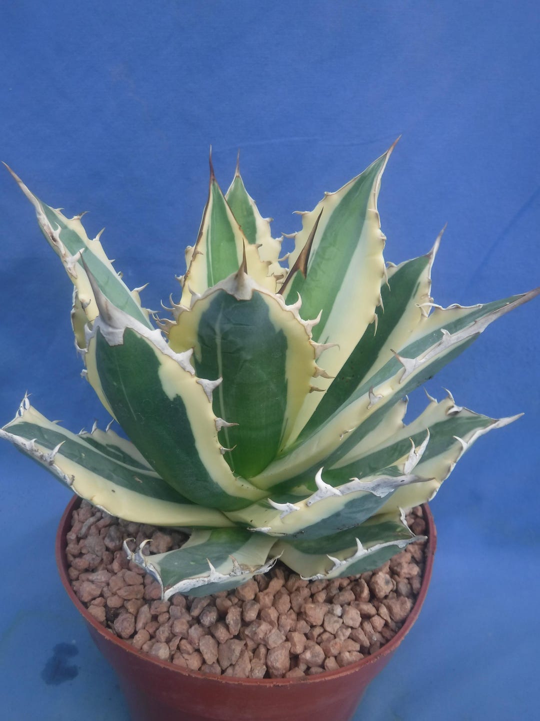 Agave Titanota "snaggle Tooth" VARIEGATED Super Rare! 7" Wide! Gorgeous ...