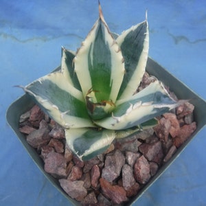Agave Titanota Snaggle Tooth VARIEGATED 2"-3" Wide Starter Plants ...