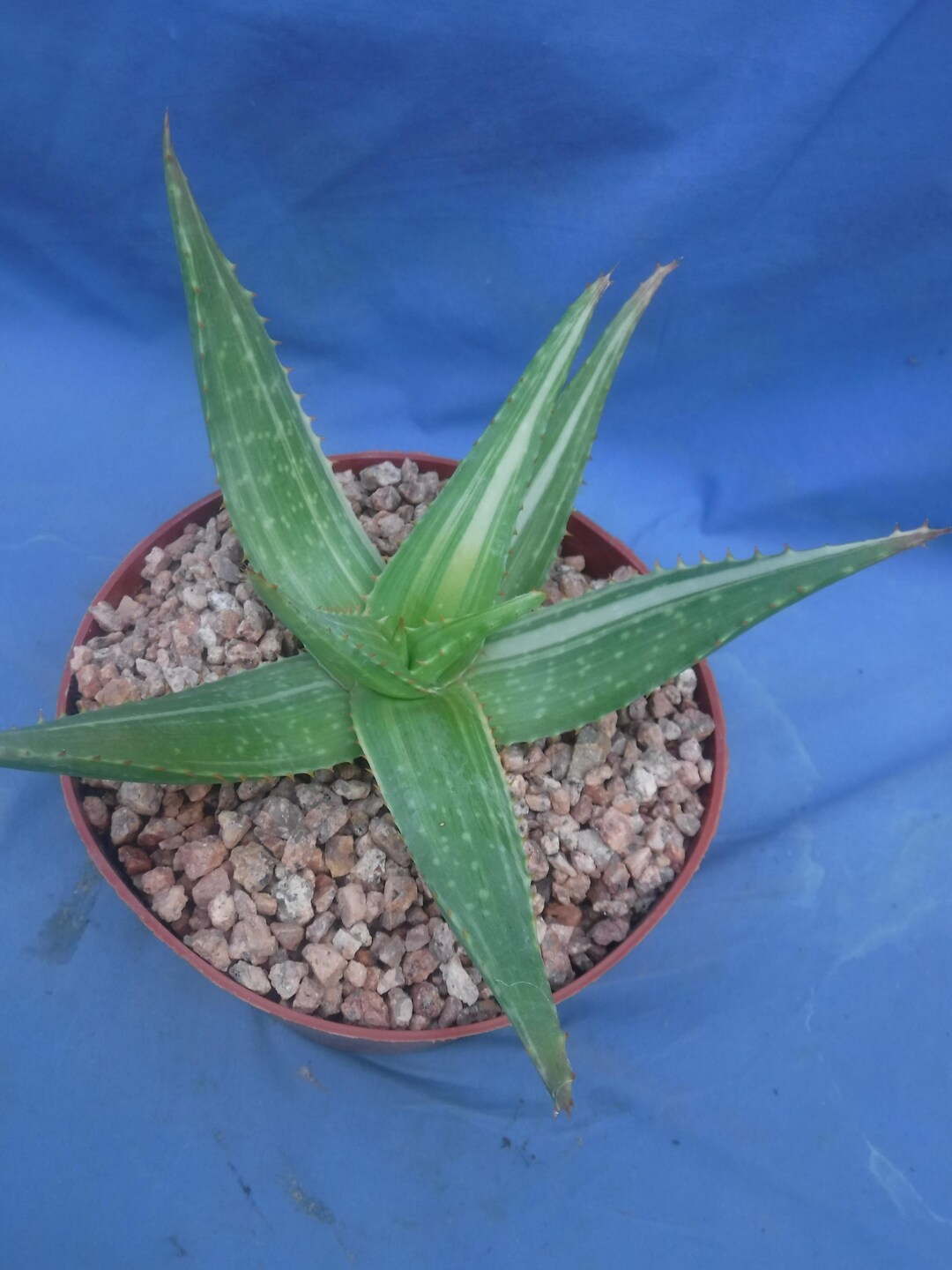 Aloe "tiger Taffy" VARIEGATED! Hybrid! Very Easy to Grow 7" Wide 6" Pot ...