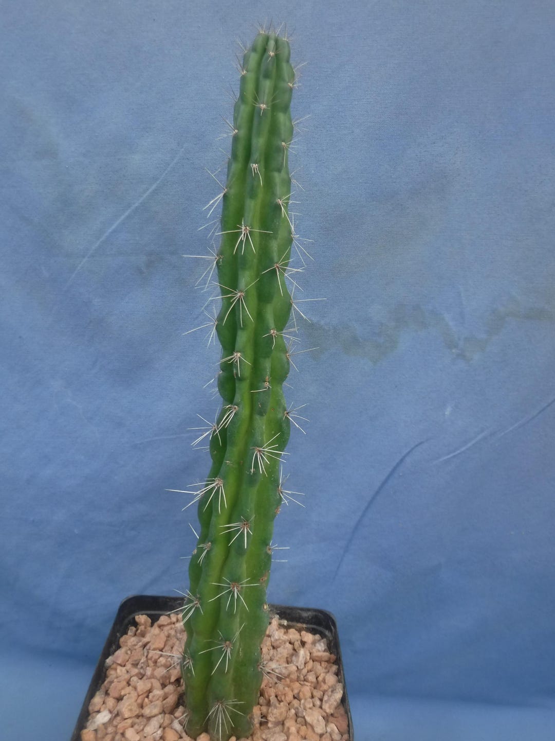 Stenocereus Alamosensis Aka "octopus Cactus" 12.5" Tall RARE! Easy to ...