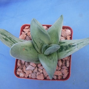 Gasteria Aloe Hybrid Gasteraloe "green Ice" Succulent 3" Pot Size 3"-4 ...