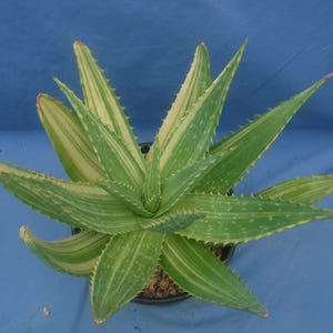 Aloe tiger Taffy VARIEGATED Hybrid Very Easy to Grow 10 Wide 6 Pot Size ...