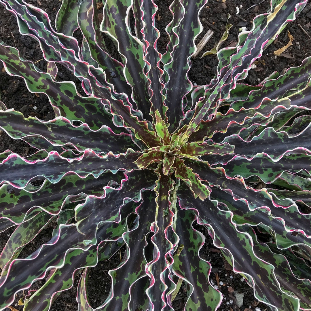 10 Different Mangave STARTER Plants Agave/manfreda Hybrids Growers Pick ...
