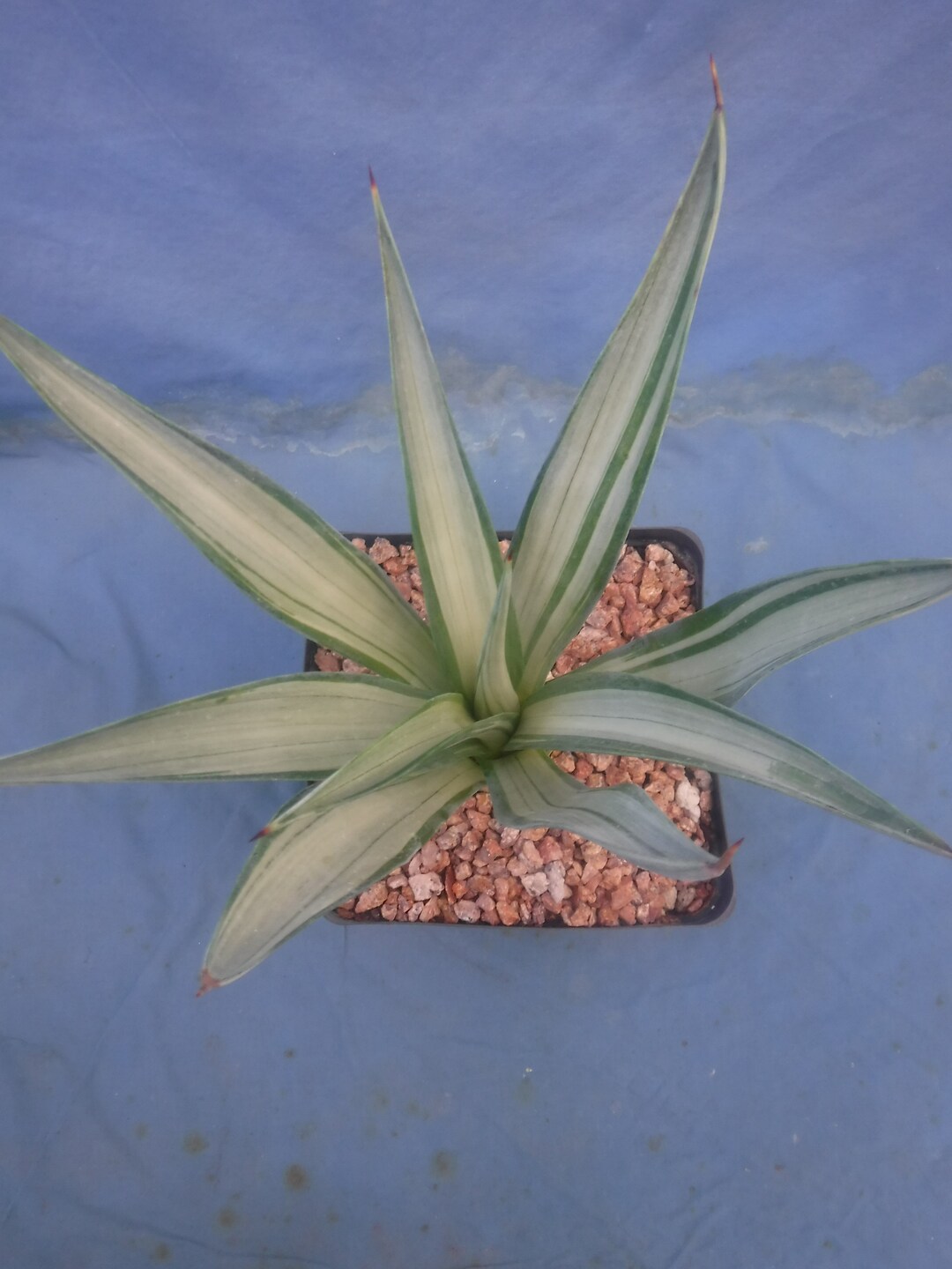 Agave Desmettiana quicksilver Variegated Agave 8 Wide Green/silverish Color A5 Very Rare - Etsy