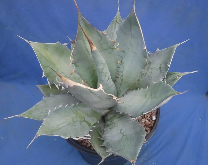 Agave Titanota white Ice Succulent Plant 13 Wide. Great Teeth Fantastic ...