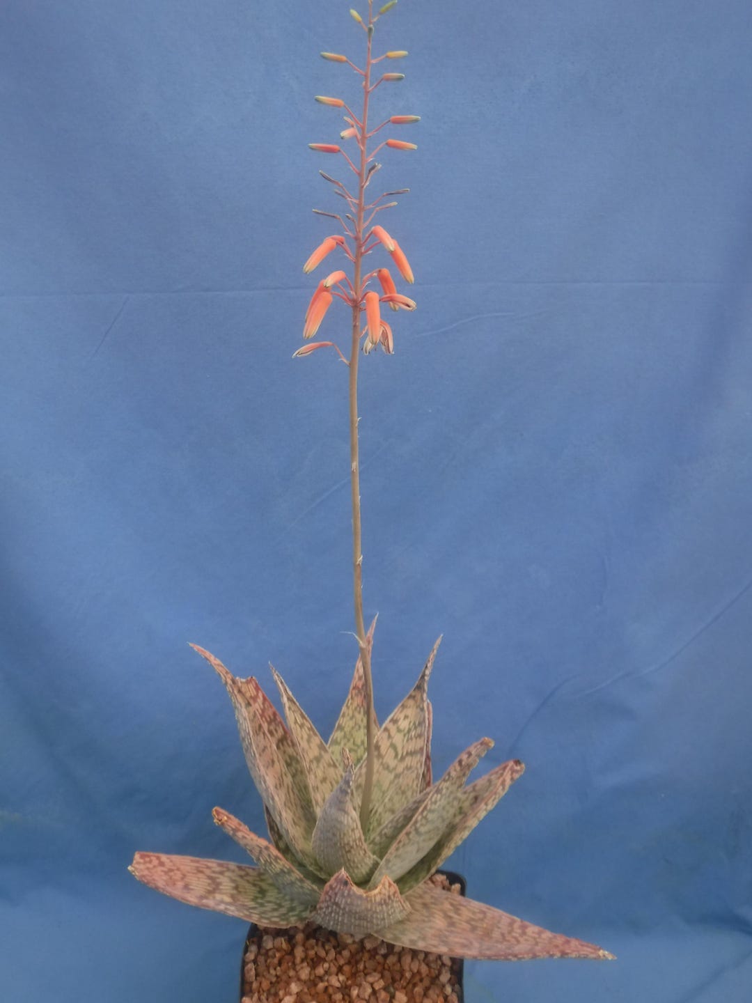 Aloe Hybrid "delta Lights" Succulent Plant Fantastic Green! 10" Wide 6 ...