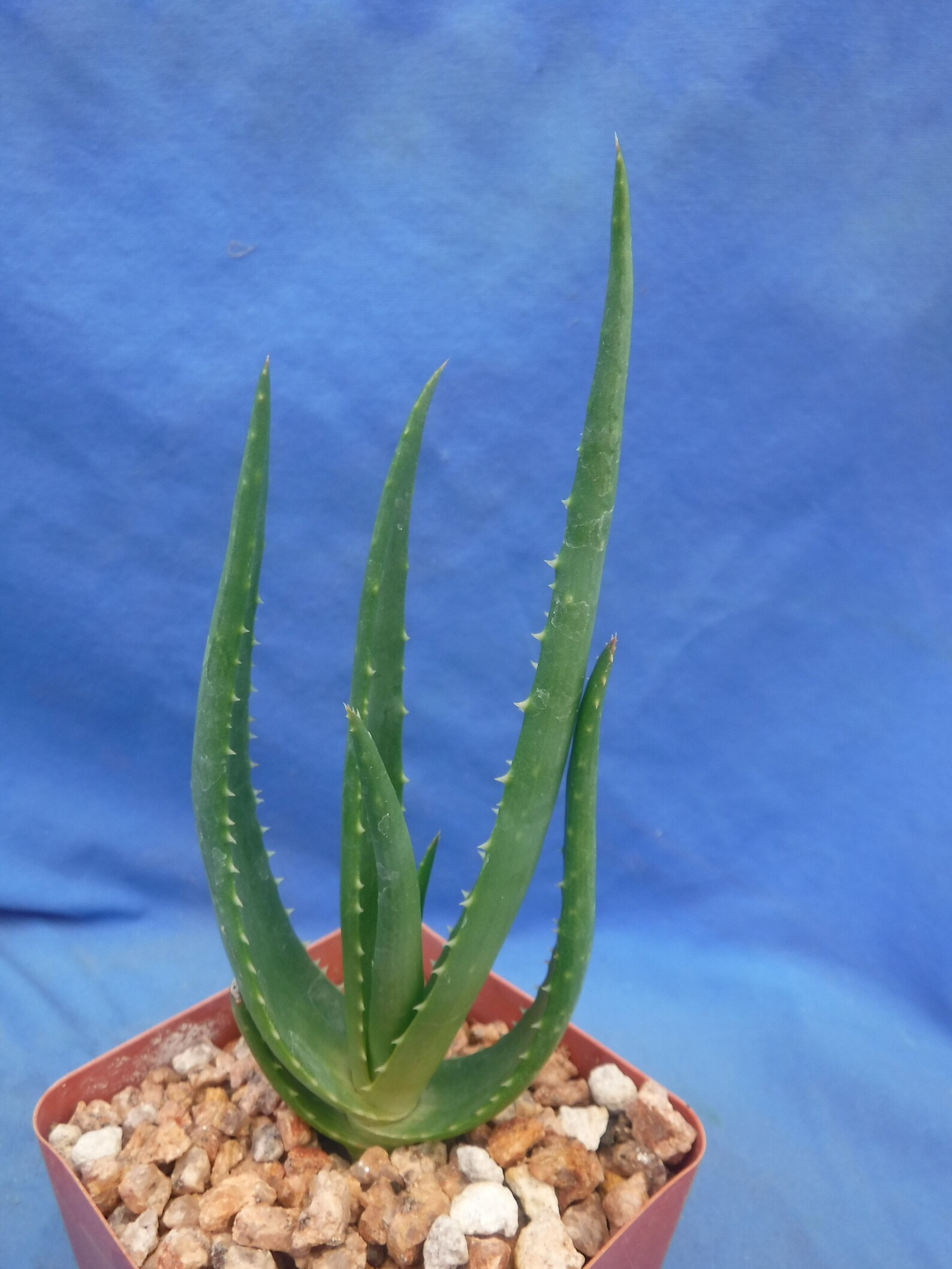 Aloe Safari Rose HYBRID Rose-pink Blooms STARTER Plants Easy - Etsy