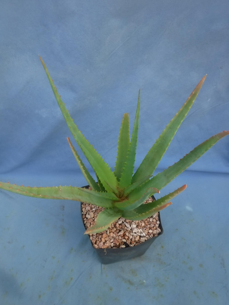 Aloe Safari Gold Hybrid Bright Gold Blooms LARGE Plants Easy to Grow ...