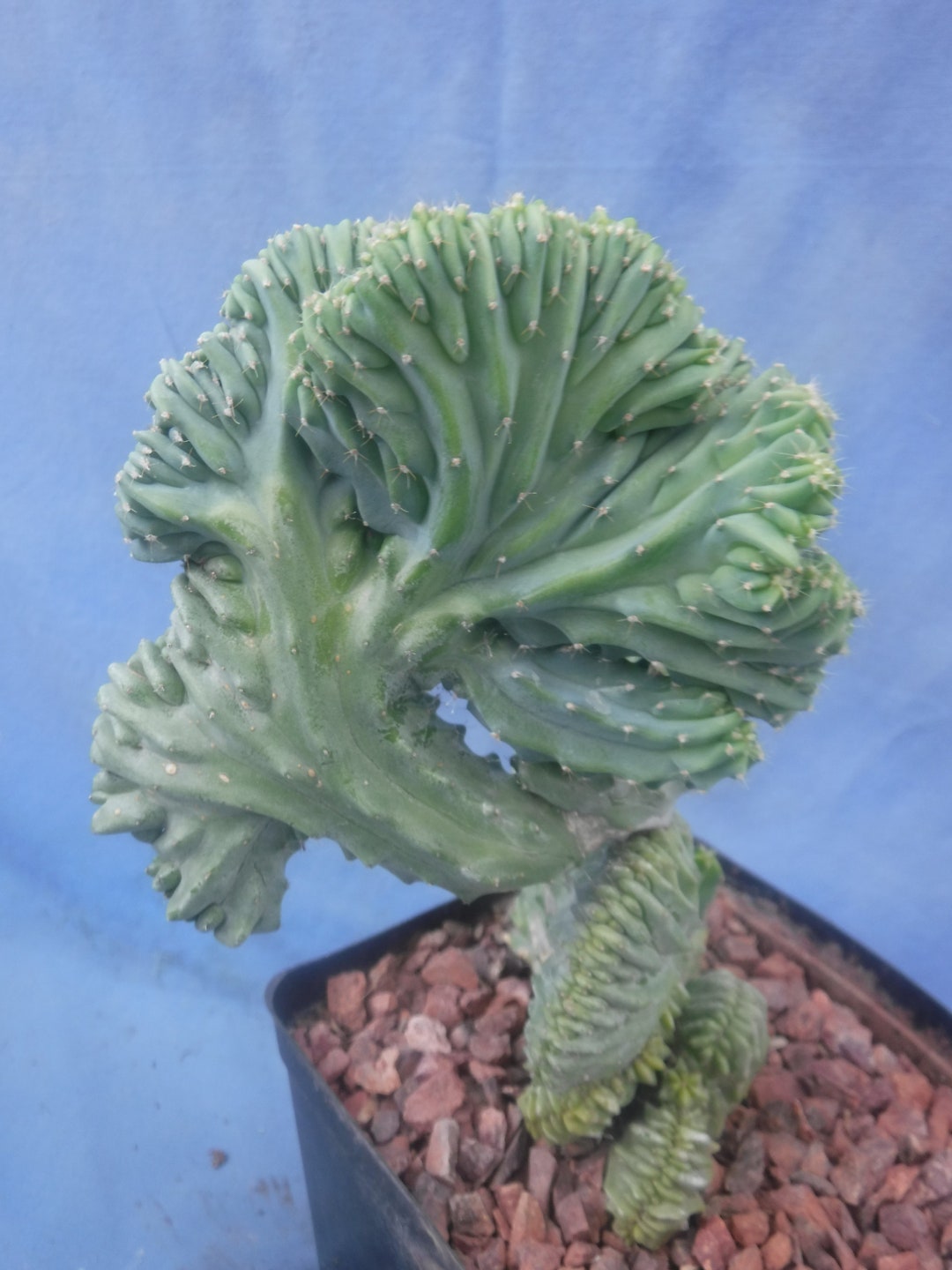Myrtillocactus Geometrizans Blue Candle Cactus "elite" CREST 4.5" Wide ...