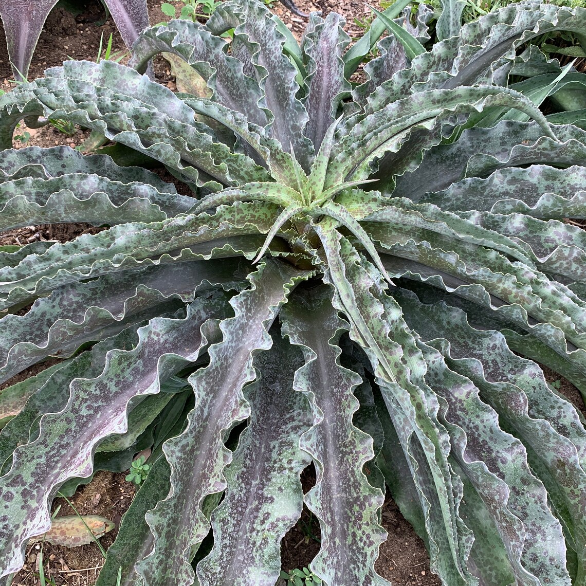 Dreadlocks Mangave STARTER Plant Agave/manfreda Hybrid Amazing - Etsy