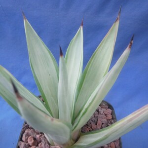 Agave Desmettiana "quicksilver" Variegated Agave Starter Plant 4" to 6 ...