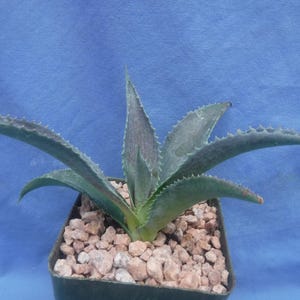 Silver Fox Mangave STARTER Plant Agave/manfreda Hybrid Great COLORS ...