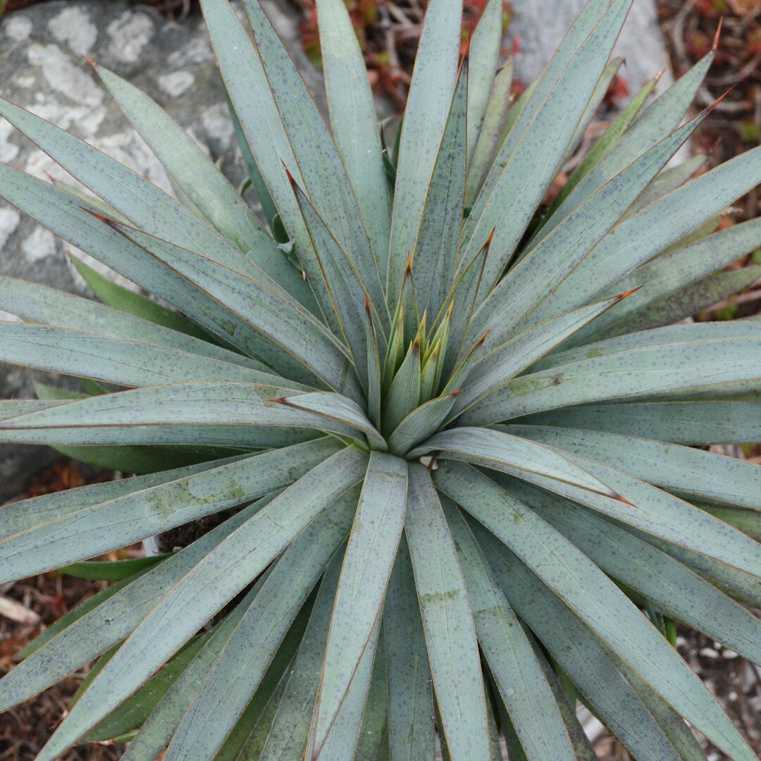 Man of Steel Mangave STARTER Plant Agave/manfreda Hybrid Great COLORS ...