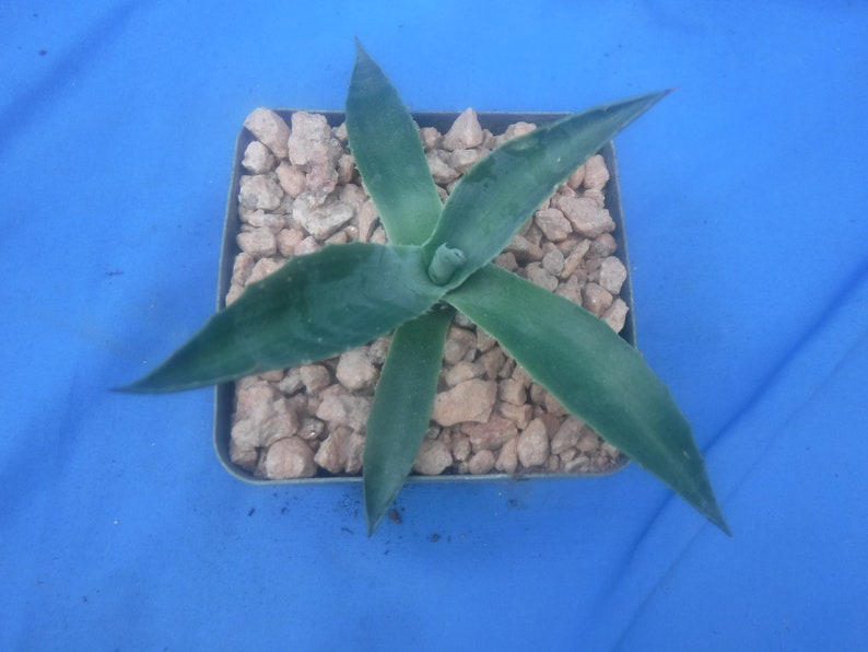Agave Ovatifolia "frosty Blue" Starter Plants 3" to 4.5" Wide. COLD ...