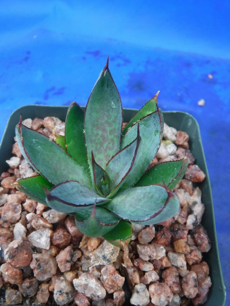 Praying Hands Mangave STARTER Plant Agave/manfreda Hybrid Most - Etsy