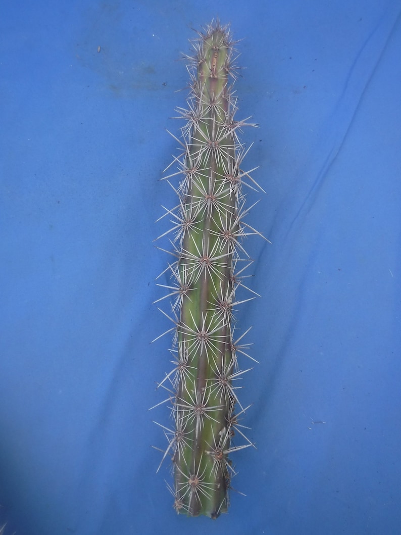 Stenocereus Alamosensis Aka "octopus Cactus" 10" to 12" Fresh Cutting ...