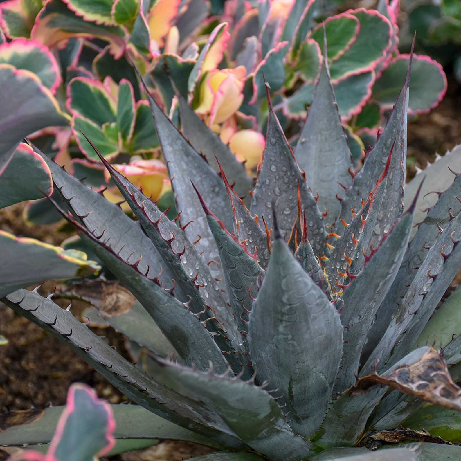 Tooth Fairy Mangave STARTER Plant Agave/Manfreda Hybrid Great | Etsy
