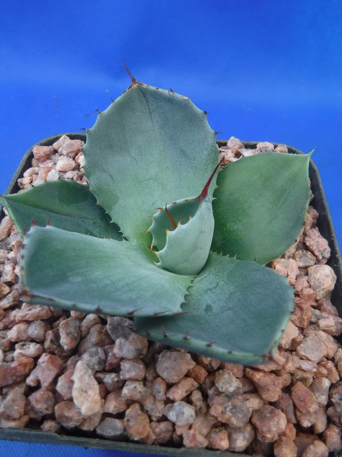 Agave parryi var. truncata Artichoke Agave Nice | Etsy