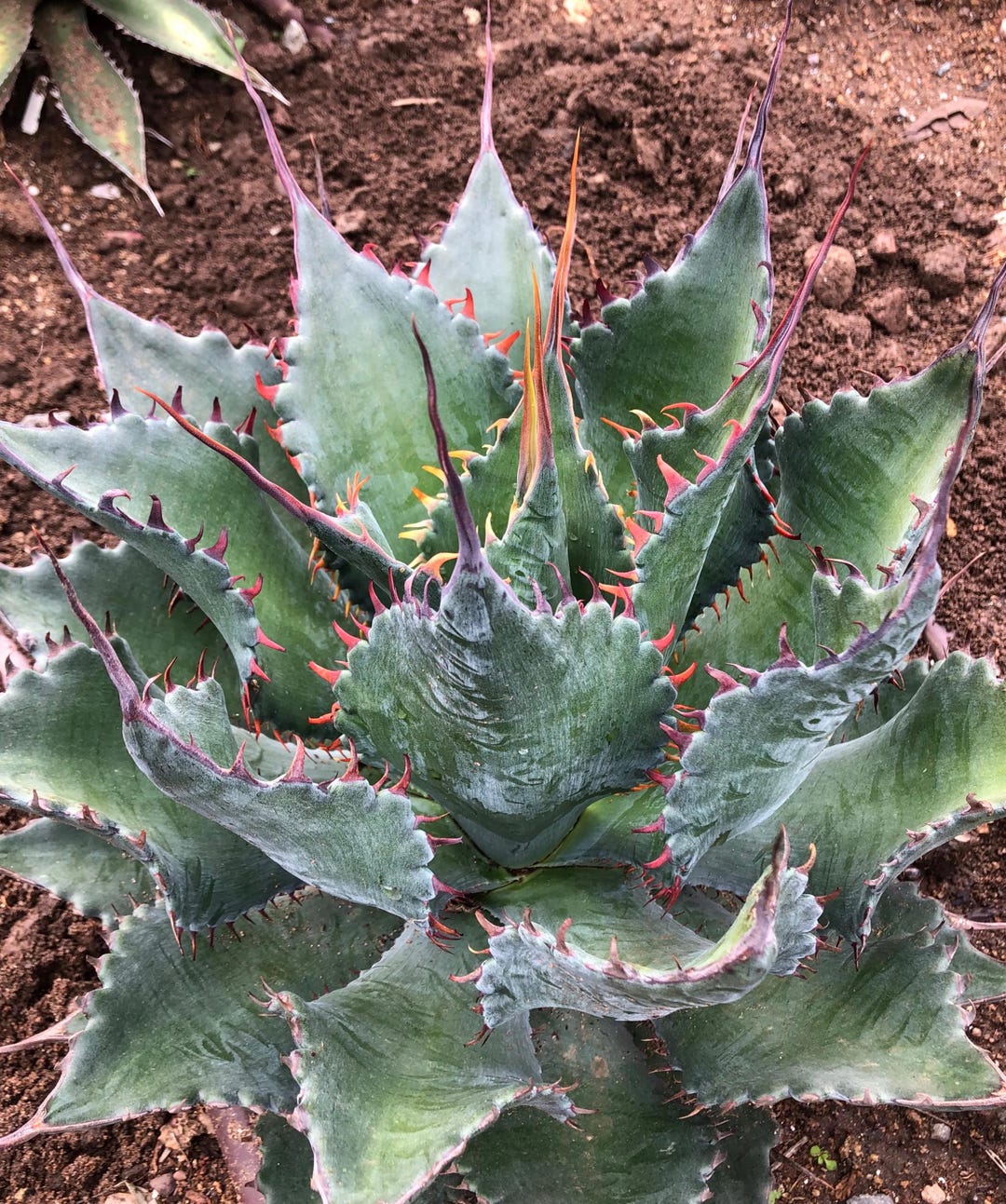 Agave "shawpot" Starter Plant! Huge Red Teeth! Incredible Hybrid! RARE ...