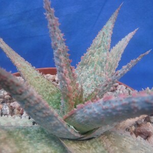 Aloe Hybrid: Raspberry Ruffles Plant 6" to 8" Wide Easy to Grow ...