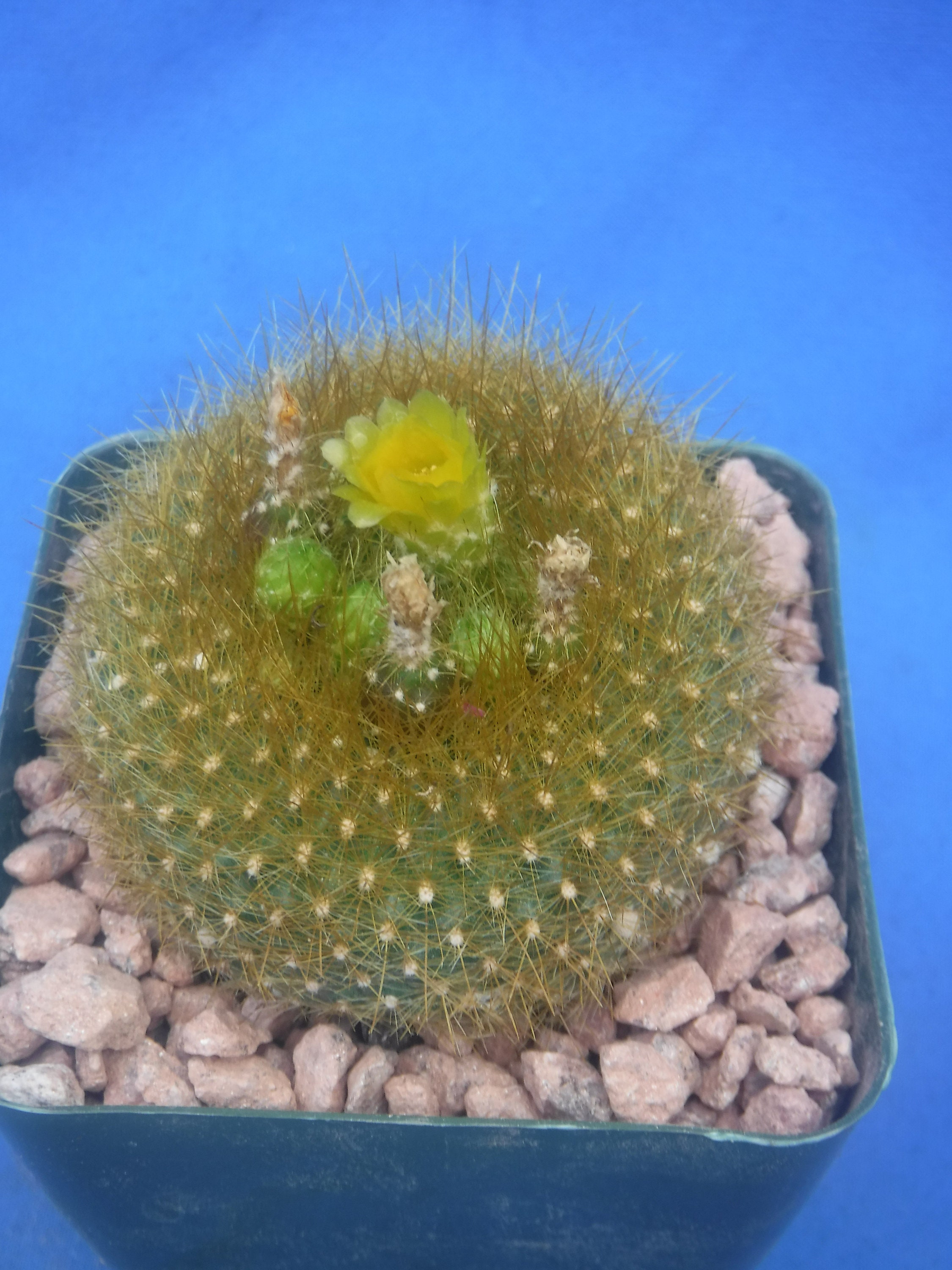 Notocactus Graessneri V. Flaviflorus Cactus Neon YELLOW/GREEN Flower 3 ...