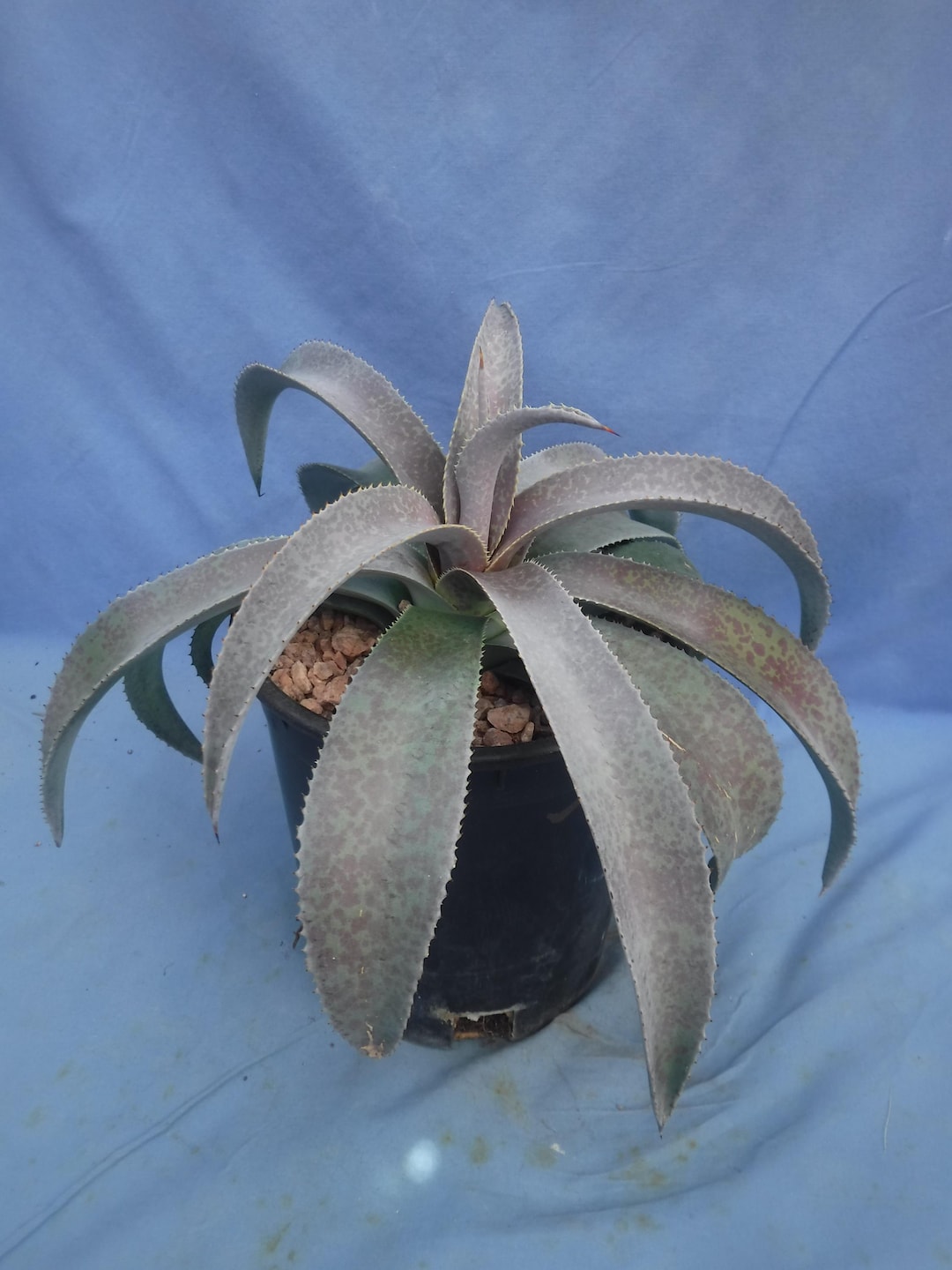 Barney Mangave Larger Plant Rare Agave & Manfreda Hybrid PURPLE SPOTS ...