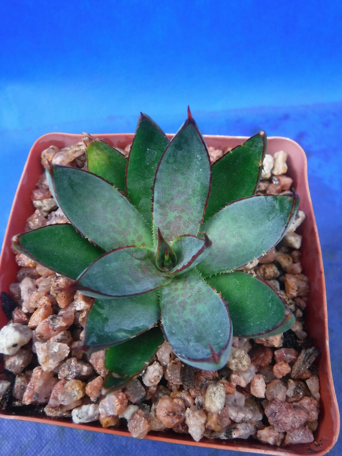 Praying Hands Mangave STARTER Plant Agave/manfreda Hybrid Most | Etsy