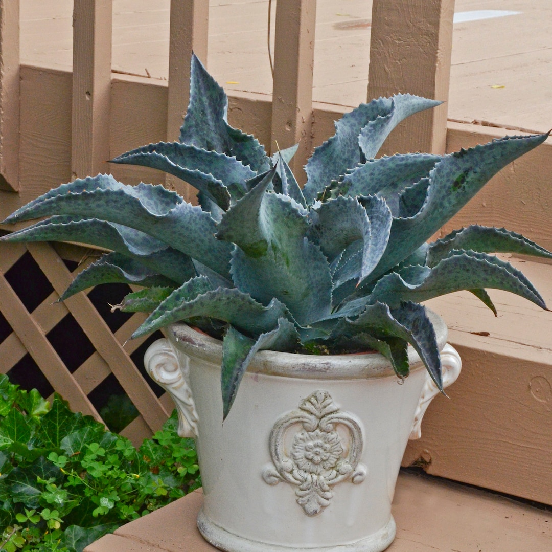 Catch a Wave Mangave STARTER Plant Agave/manfreda Hybrid Great COLORS 6 ...
