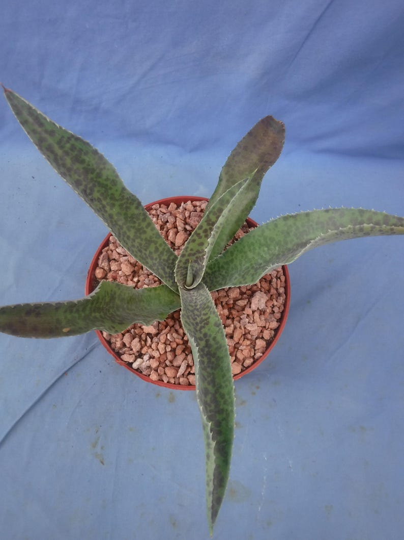 Catch a Wave Mangave STARTER Plant Agave/manfreda Hybrid Great COLORS 6 ...
