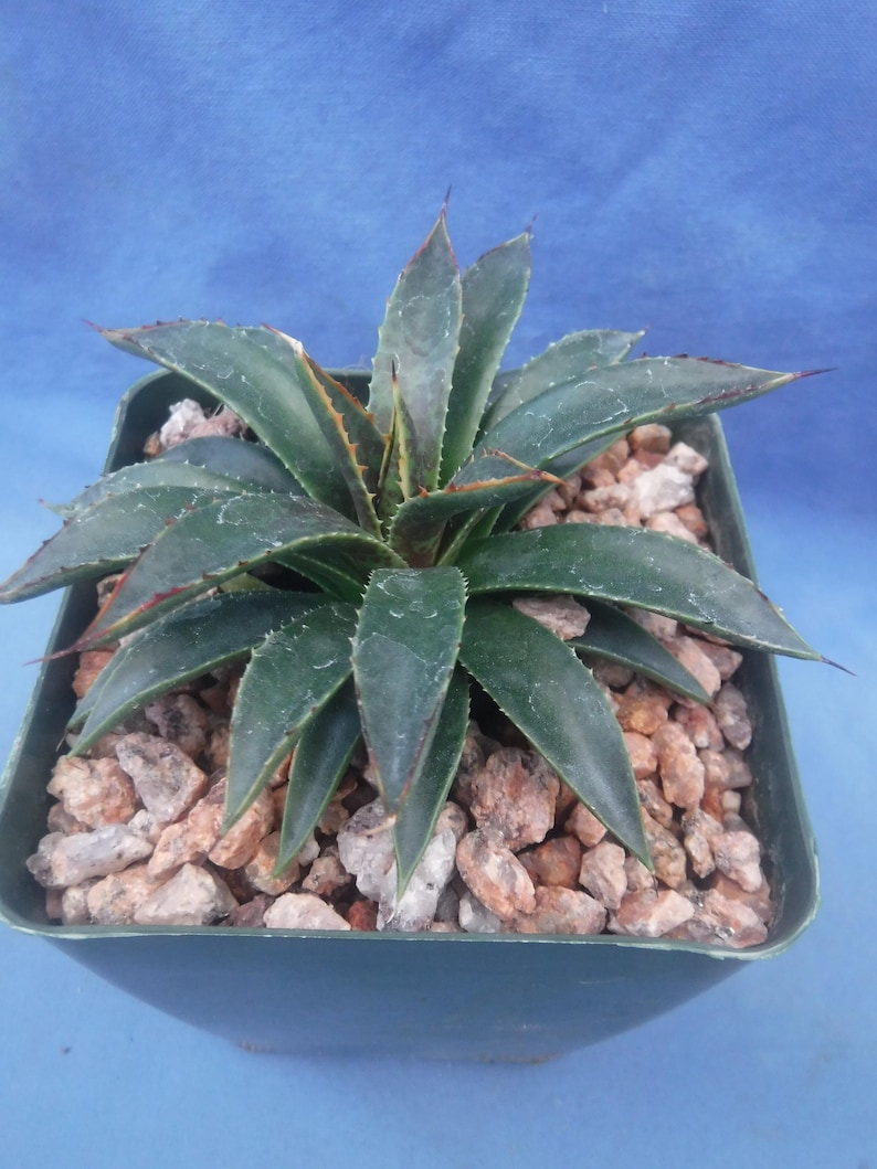 Mangave "bella" 3"+ STARTER Plant Agave & Manfreda RARE Hybrid NEW for ...