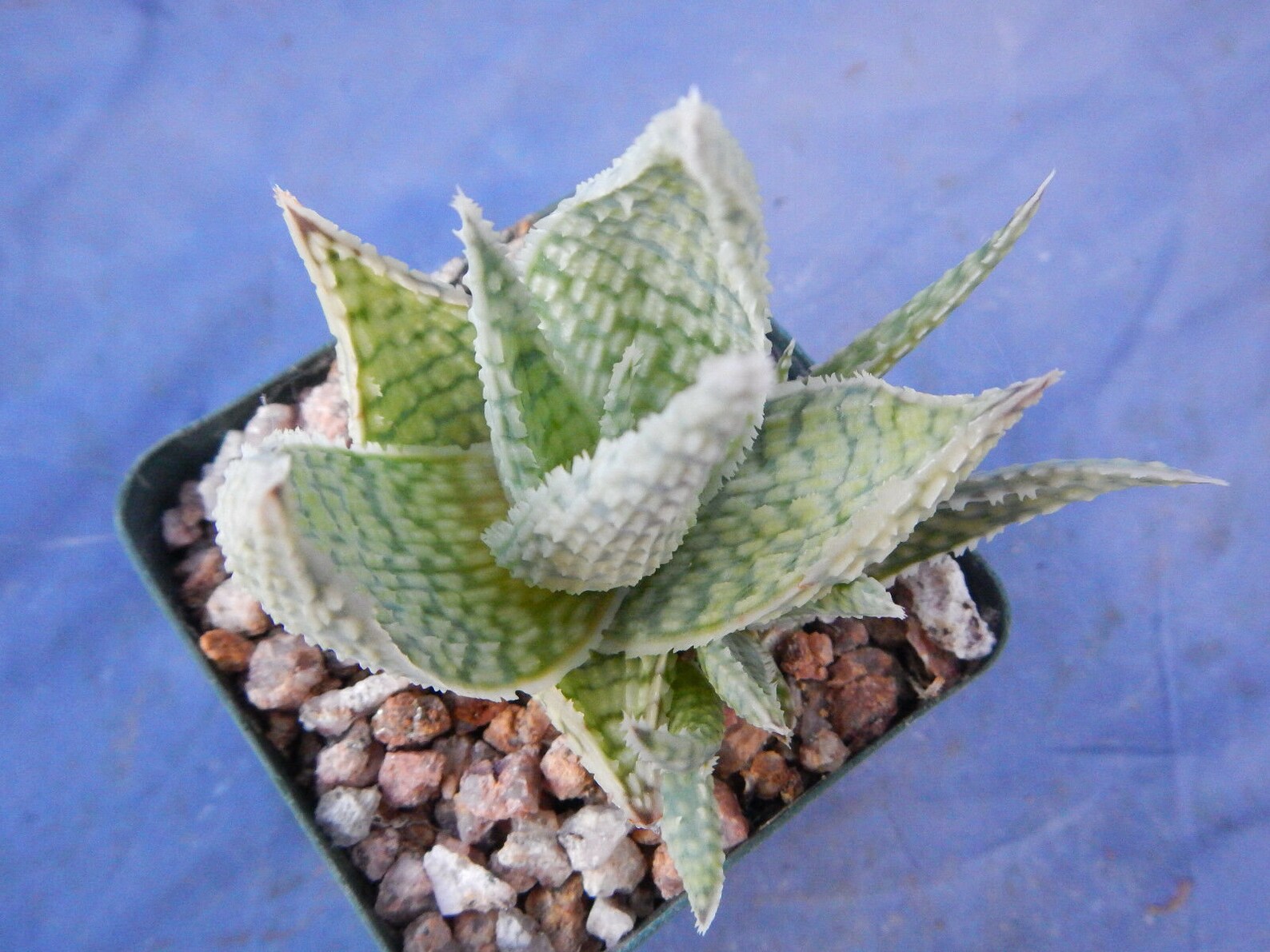 Aloe Delta Lights Kelly Griffin Hybrid Succulent | Etsy