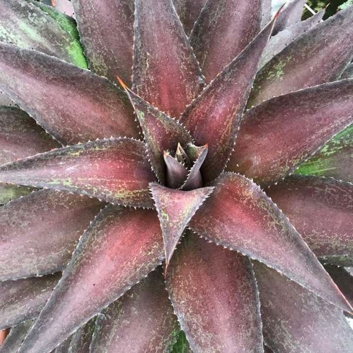 Red Wing Mangave STARTER Plant Agave/manfreda Hybrid Great COLORS ...