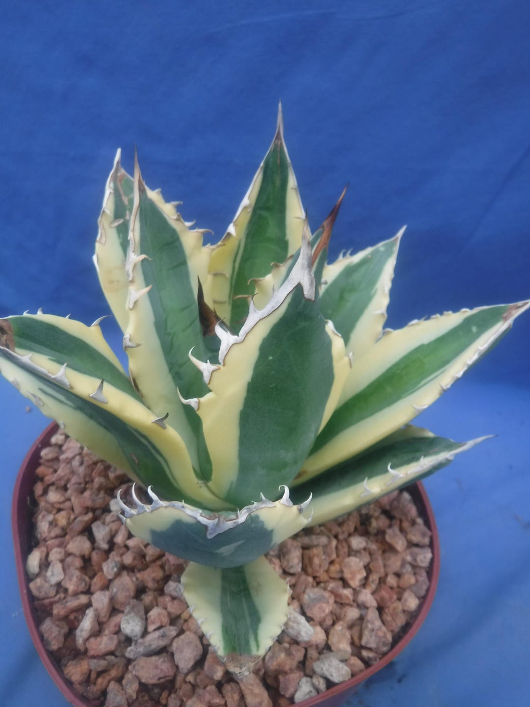 Agave Titanota "snaggle Tooth" VARIEGATED Super Rare! 6" Wide! Gorgeous ...