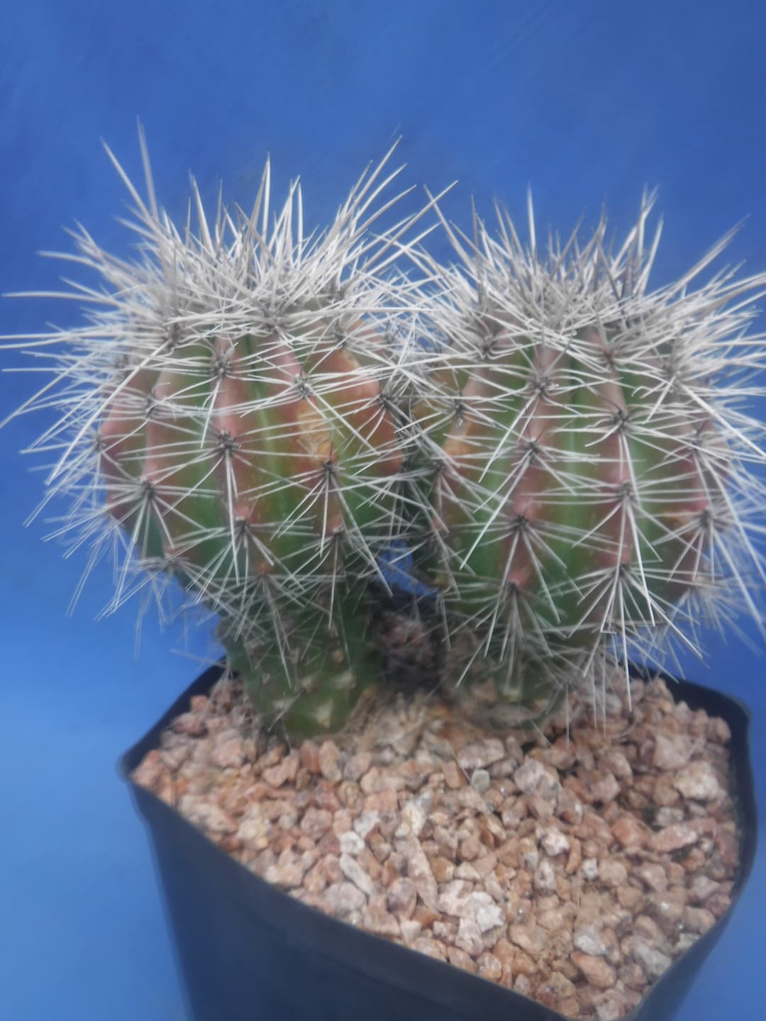 Saguaro Cactus Carnegiea Gigantea DOUBLE HEADER 6" Wide 5" Tall 8 ...