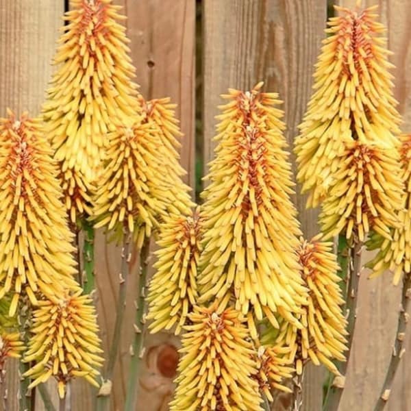 Torch Aloe - Etsy