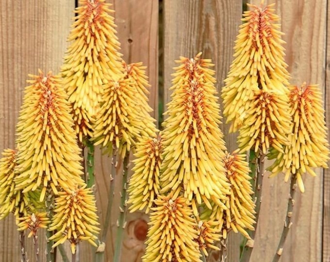 2g Aloe Moonglow Hybrid.beautiful Yellow Glowing Blooms Can Be Expected ...