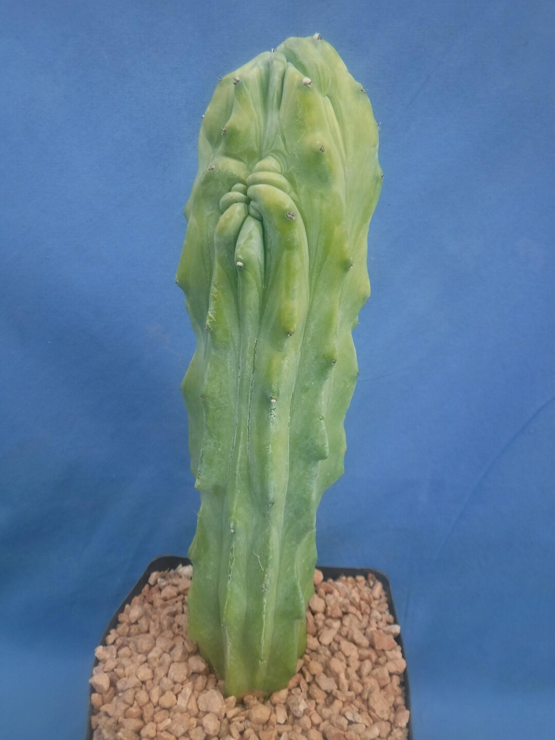 Myrtillocactus Geometrizans Blue Candle Cactus CREST 11" Tall Great ...